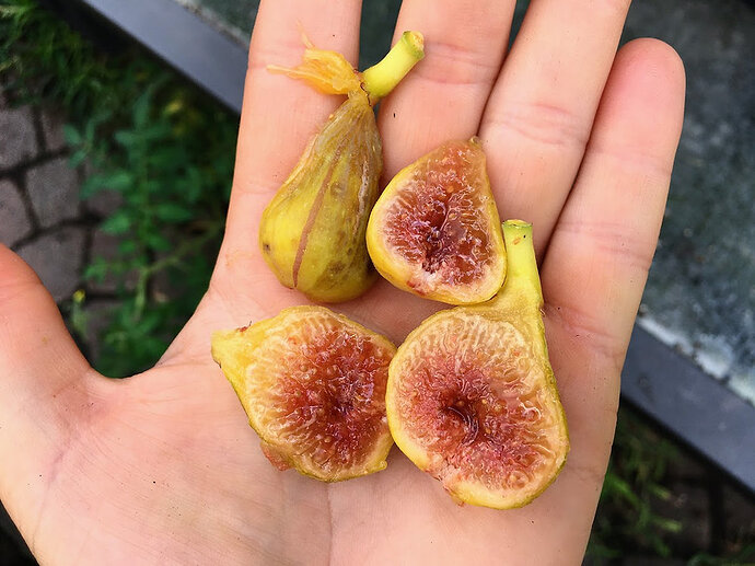 Fig people Figaholics Sale started an hour ago - General Fruit Growing ...