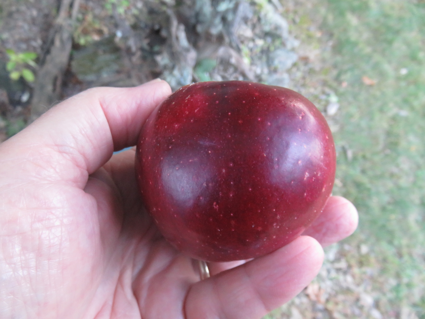 A Tasty Black Amish apple - General Fruit Growing - Growing Fruit