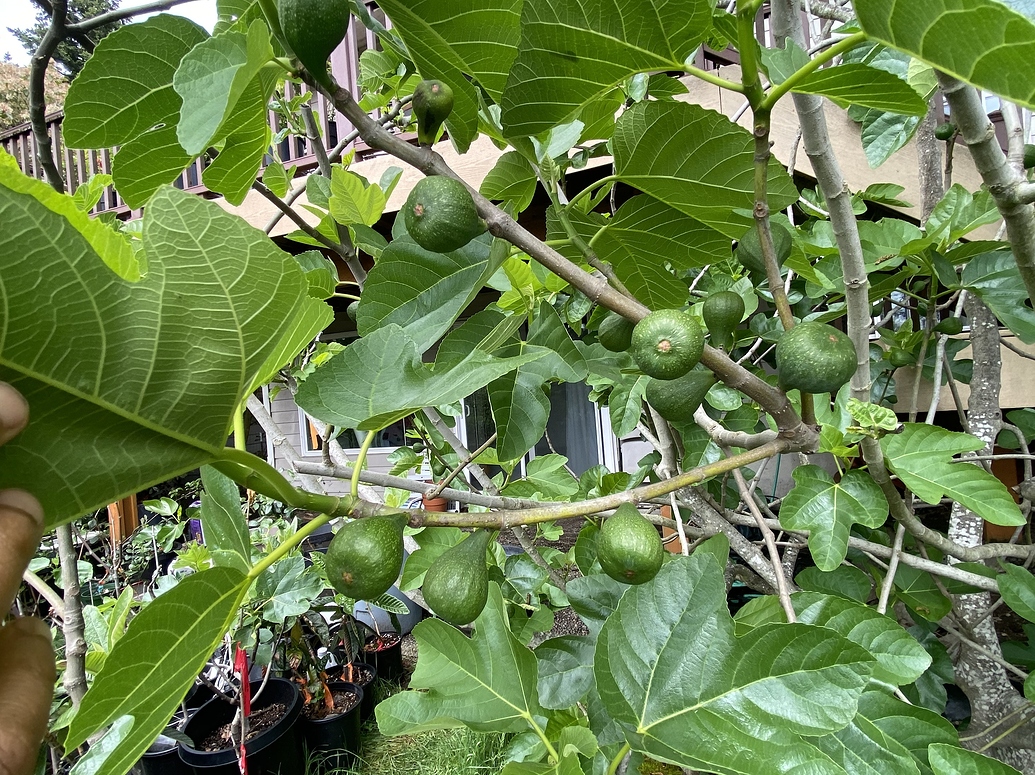Breba fig report - General Fruit Growing - Growing Fruit