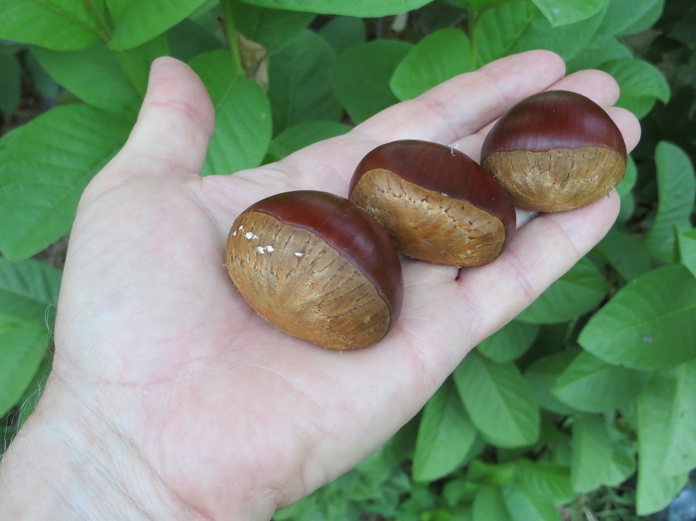 Giant Chestnuts - General Fruit Growing - Growing Fruit
