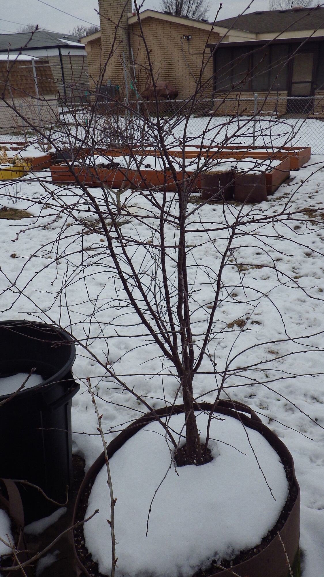 Juliet Cherry in Containers - General Fruit Growing - Growing Fruit