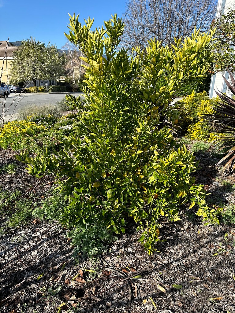 Shasta Gold Mandarin - General Fruit Growing - Growing Fruit