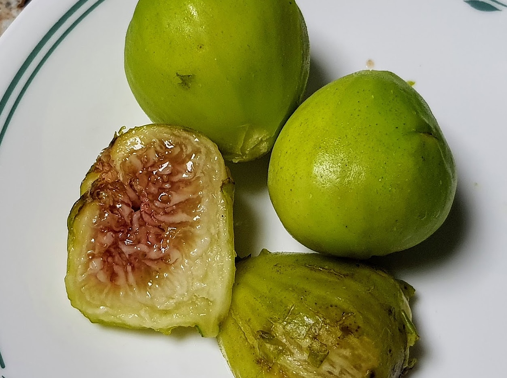 Show Off Your Figs and "This year Harvest" - Page 14 - Pictures ...