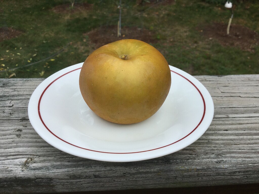 Sergeant Russet apple, anyone heard of it? - General Fruit Growing ...