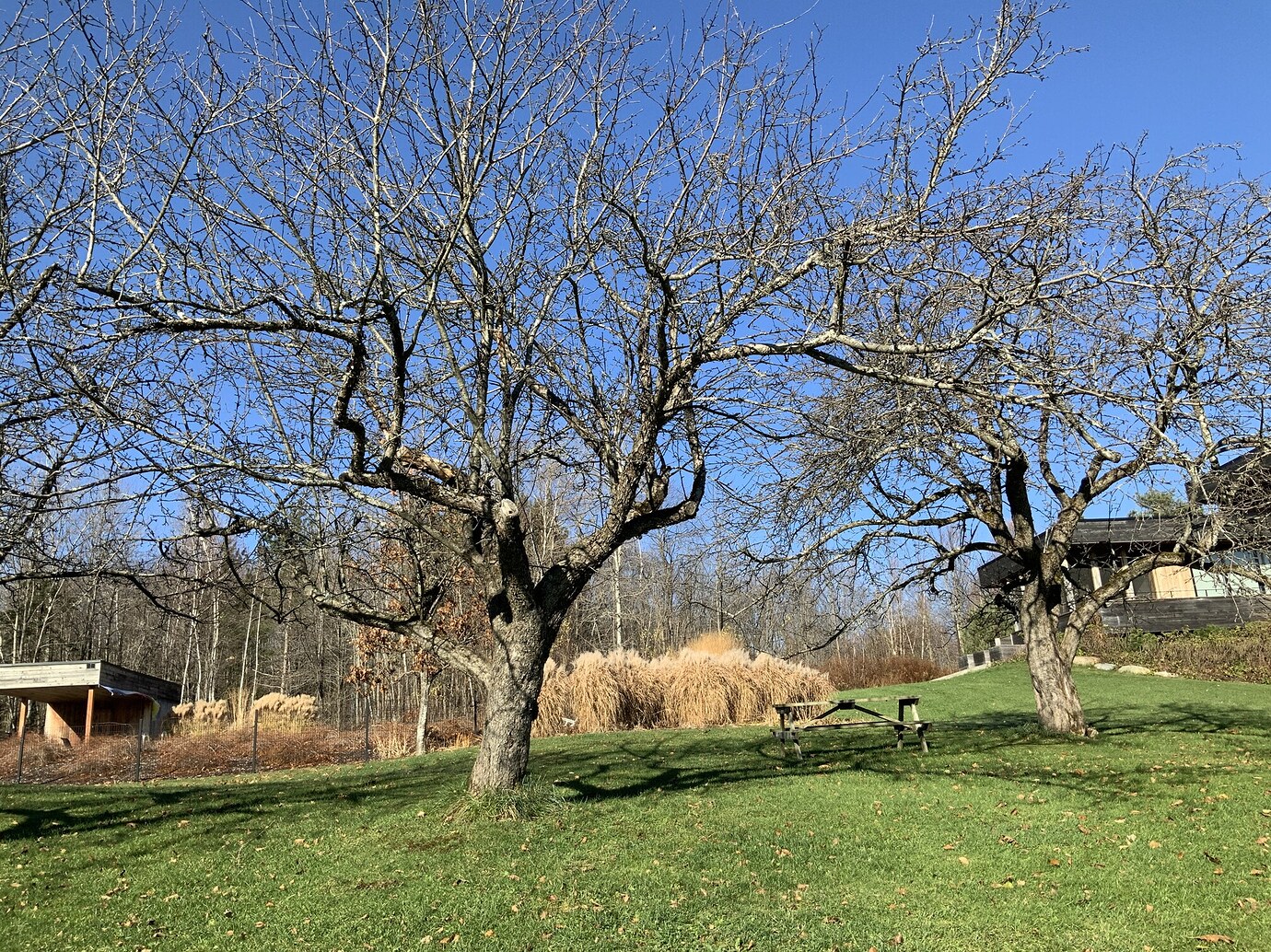 Giant fruit trees - Pictures! - Growing Fruit