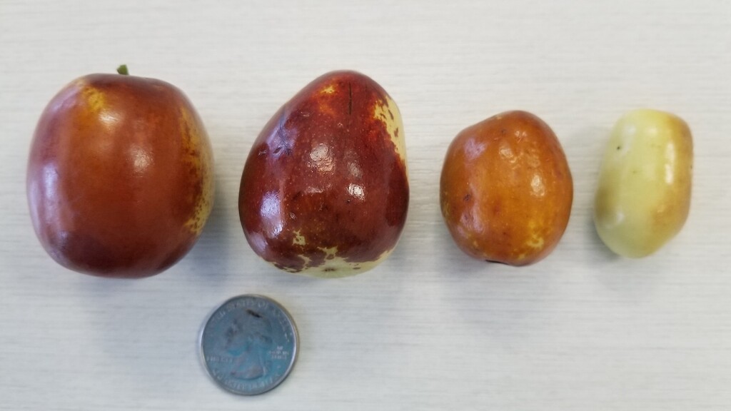 Picture of a few jujubees - General Fruit Growing - Growing Fruit