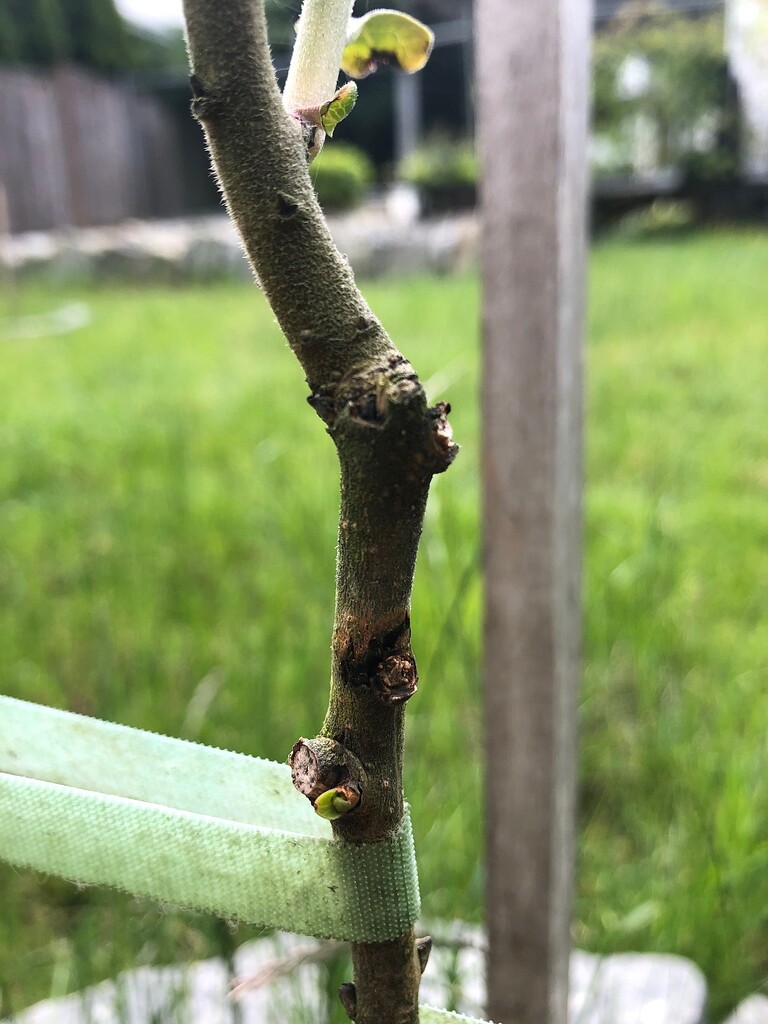 Damage to persimmon tree trunk - General Fruit Growing - Growing Fruit