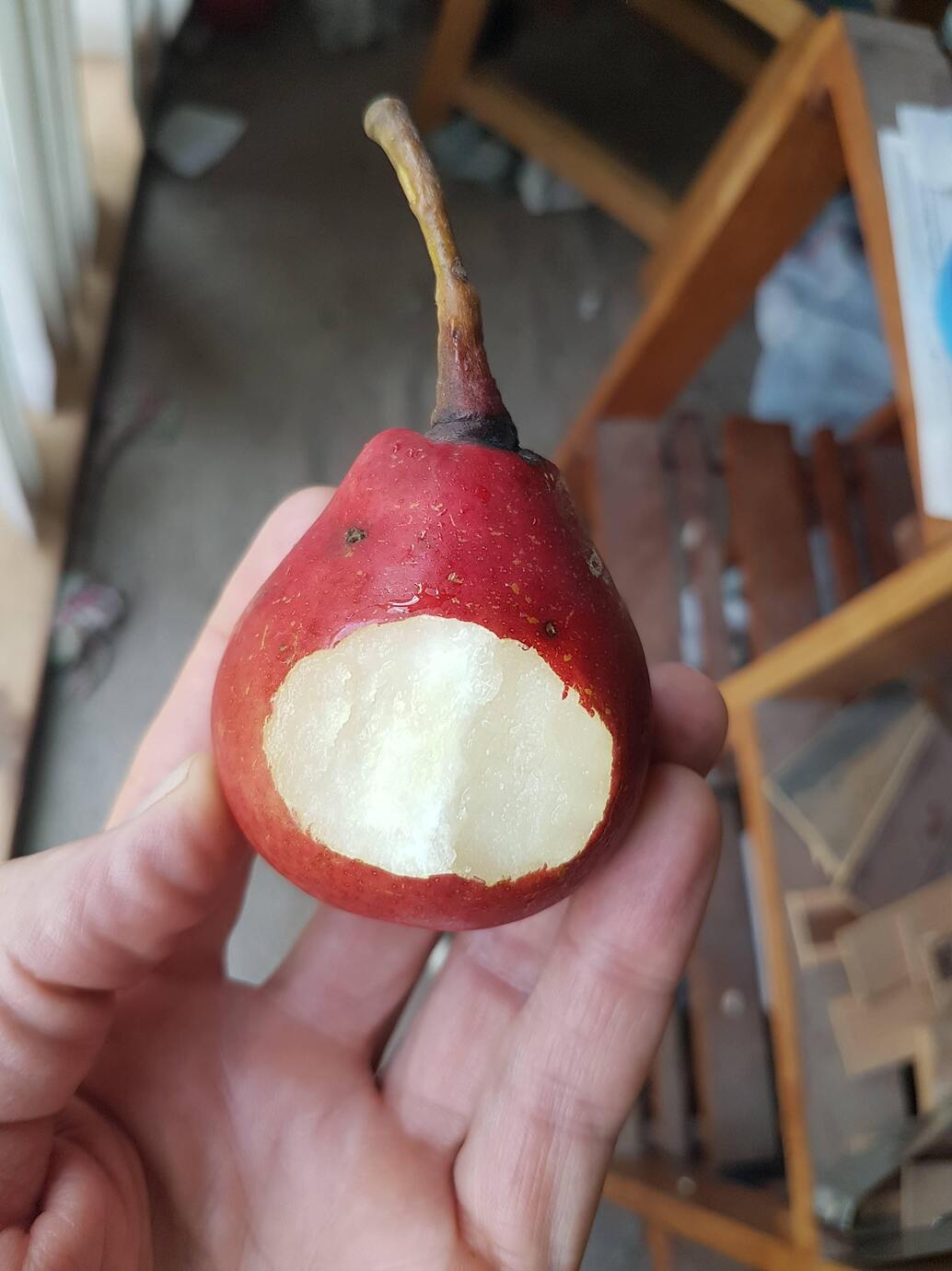 Red clapps favorite pear - General Fruit Growing - Growing Fruit