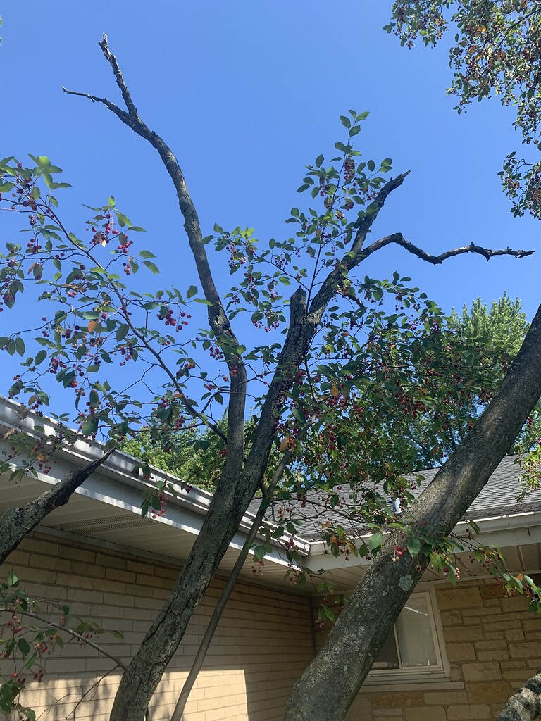 Is this a Juneberry tree? - Pictures! - Growing Fruit