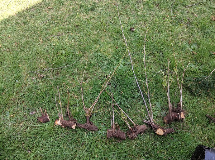 How do remove a sucker so that I can use it as rootstock and not hurt ...