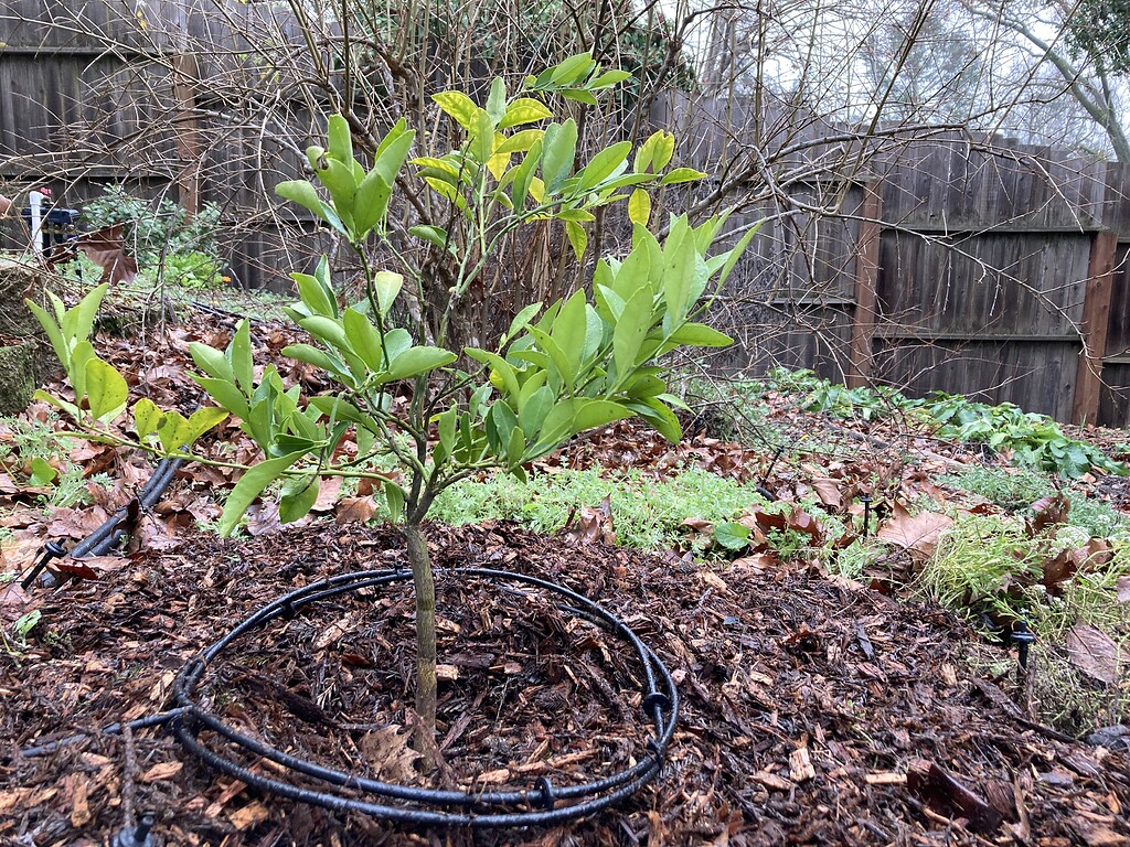 Gophers ate up citrus whip roots - General Gardening - Growing Fruit