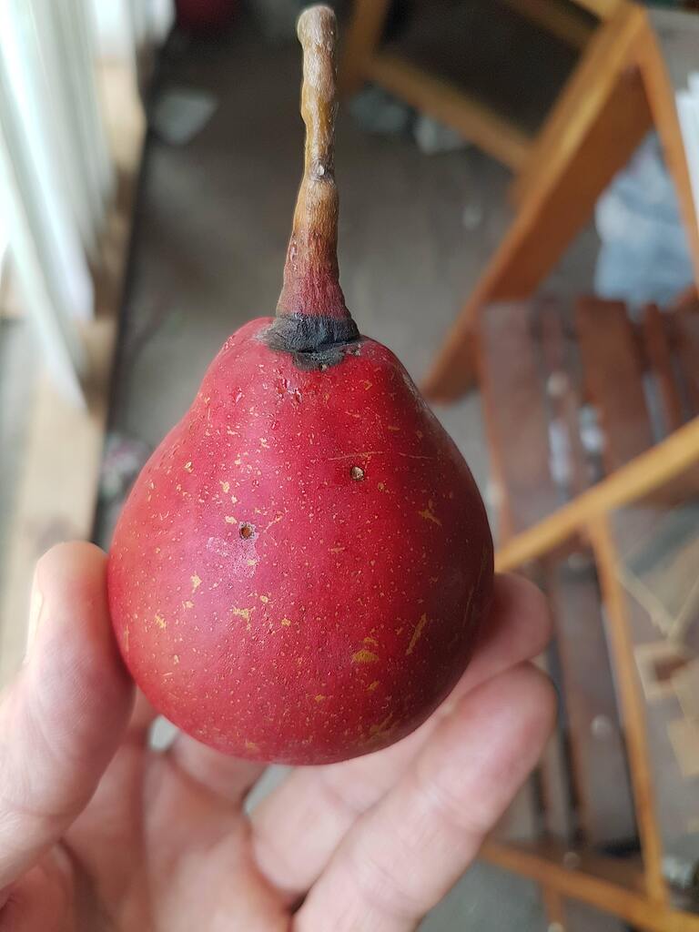 Red clapps favorite pear - General Fruit Growing - Growing Fruit