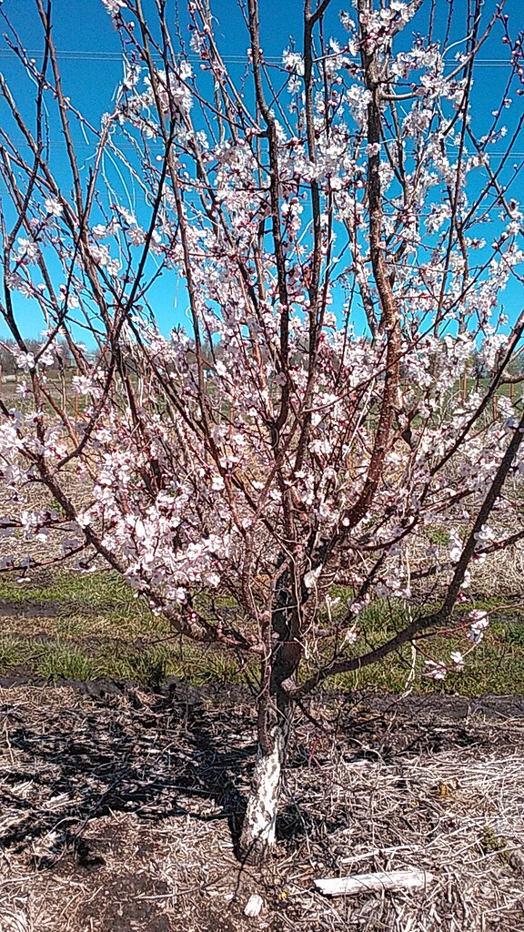 Here's some blooms of stone fruit - Reference - Growing Fruit