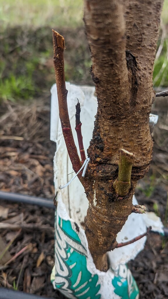 Tree Girdled from tag Strings - General Fruit Growing - Growing Fruit