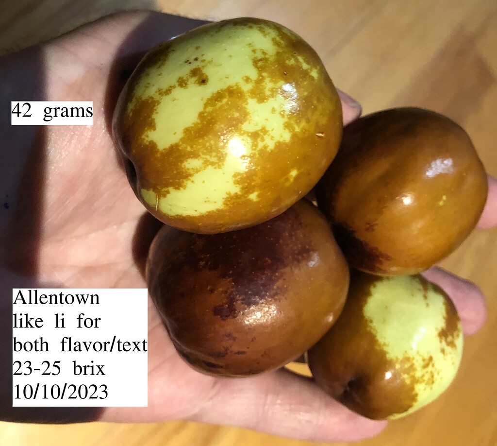 Jujube variety pics - General Fruit Growing - Growing Fruit