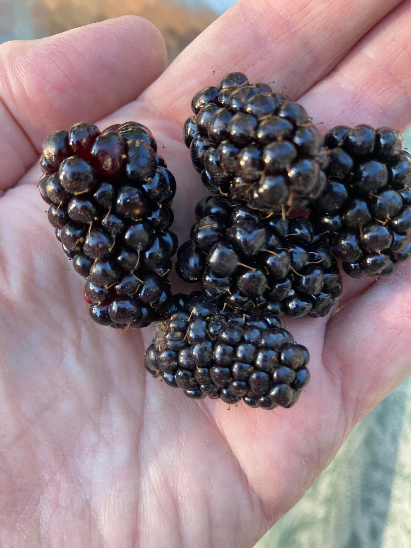 Blackberries, Raspberries and Hybrids - General Fruit Growing - Growing ...