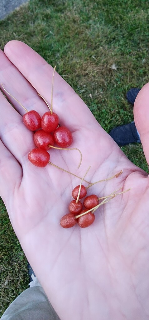 Goumi bush degradation? - General Fruit Growing - Growing Fruit