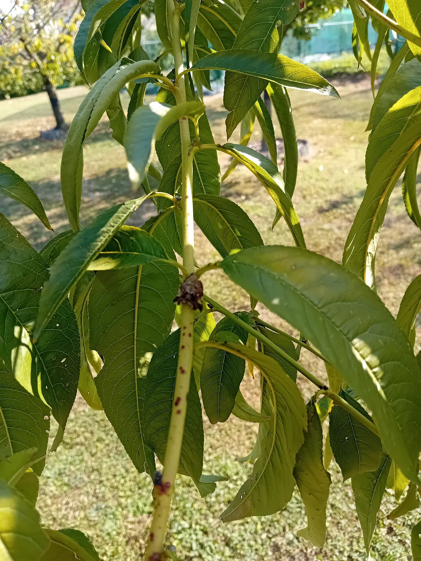 Can you identify this insect on peach? - General Fruit Growing ...