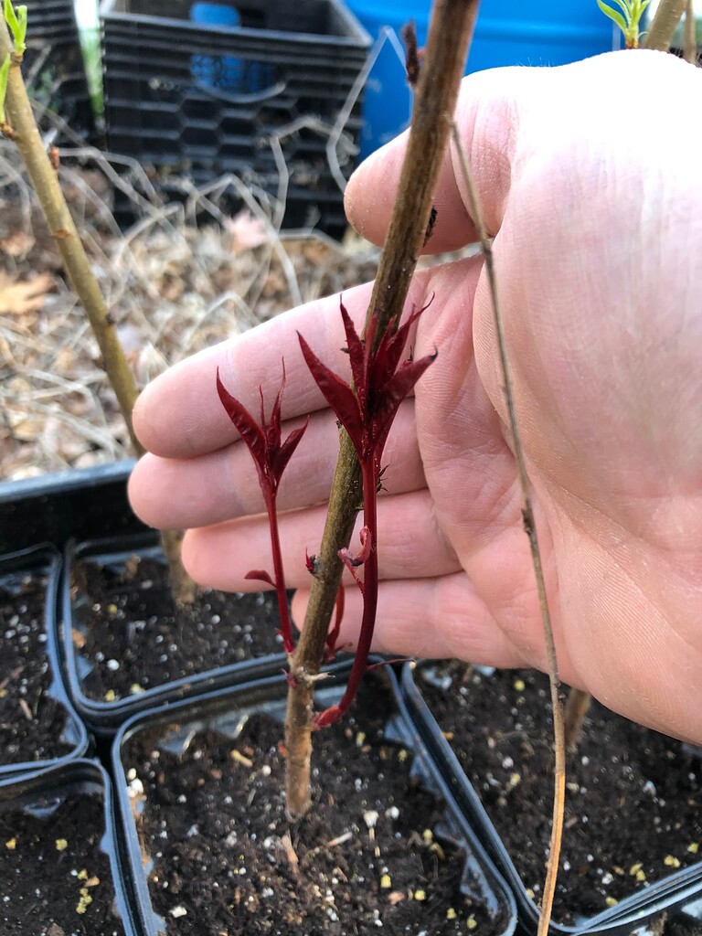 Lovell rootstock with red leaves? - General Fruit Growing - Growing Fruit