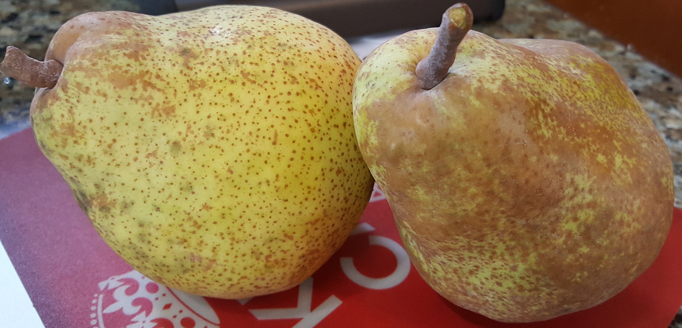 Who's growing the Xinjiang Fragrant Pear? - General Fruit Growing ...