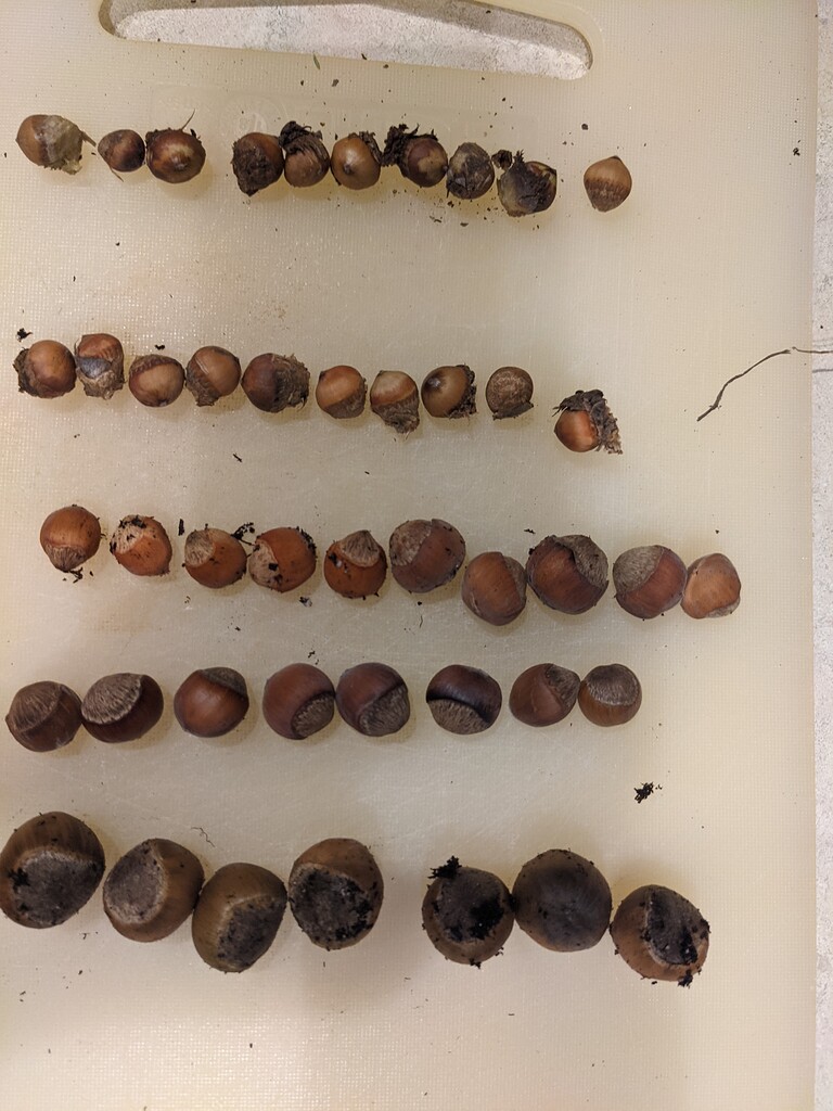 Hazlenut/Filbert comparison - General Fruit Growing - Growing Fruit