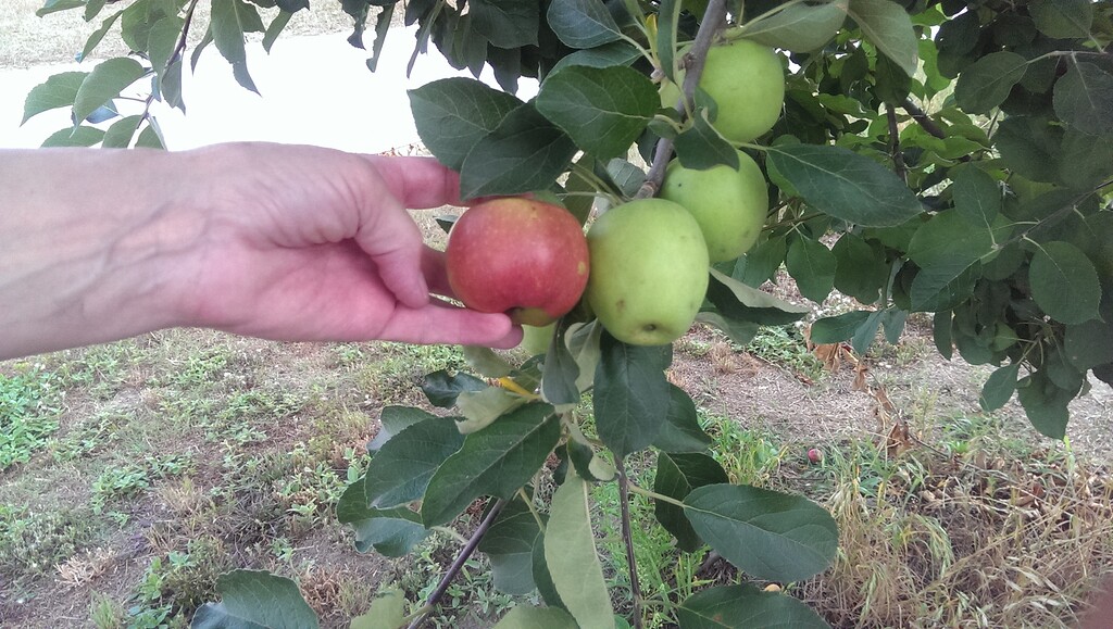 Help id an early season apple - General Fruit Growing - Growing Fruit