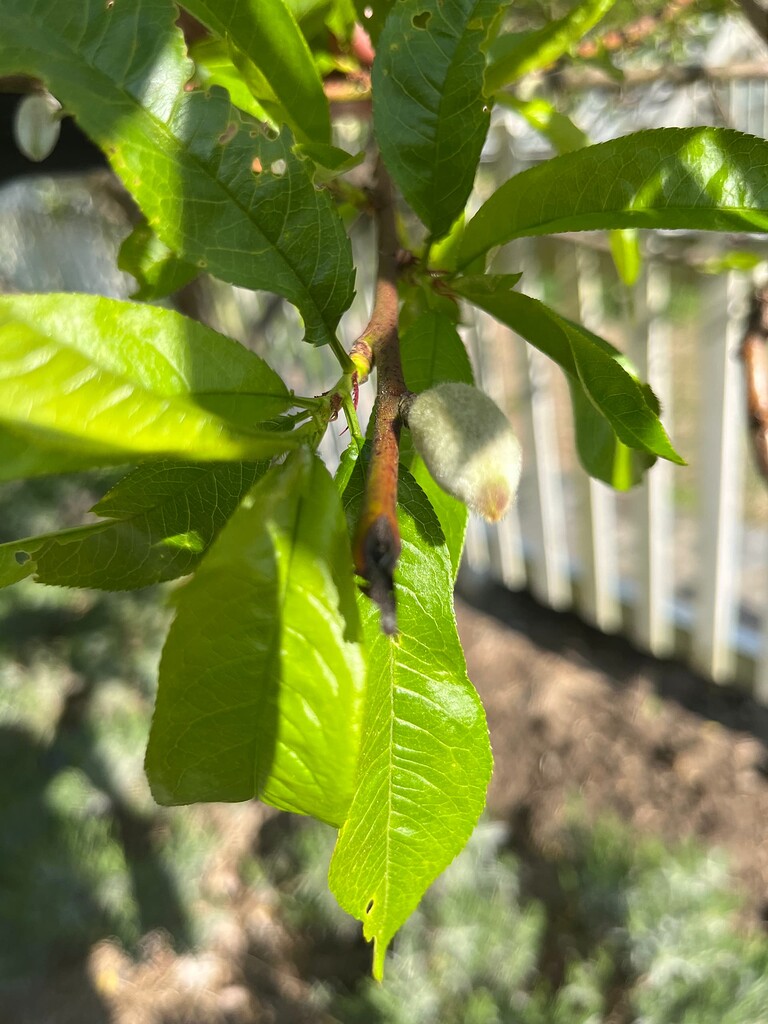 Peach tree diagnosis - General Fruit Growing - Growing Fruit