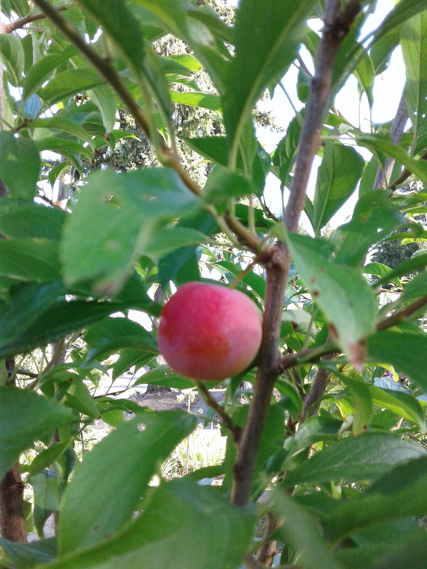 Bubblegum ( Toka) Plum if You Only Grow One - General Fruit Growing ...