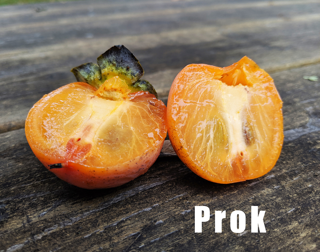 Persimmons, 2019 - General Fruit Growing - Growing Fruit