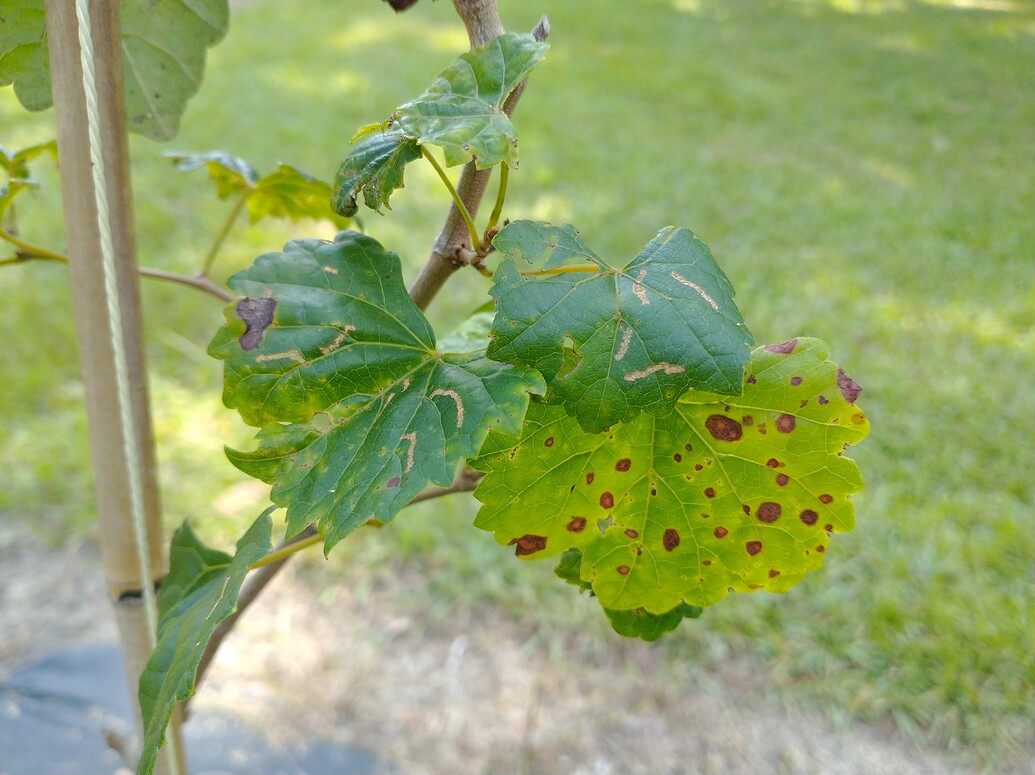 Muscadine tips dying - General Fruit Growing - Growing Fruit