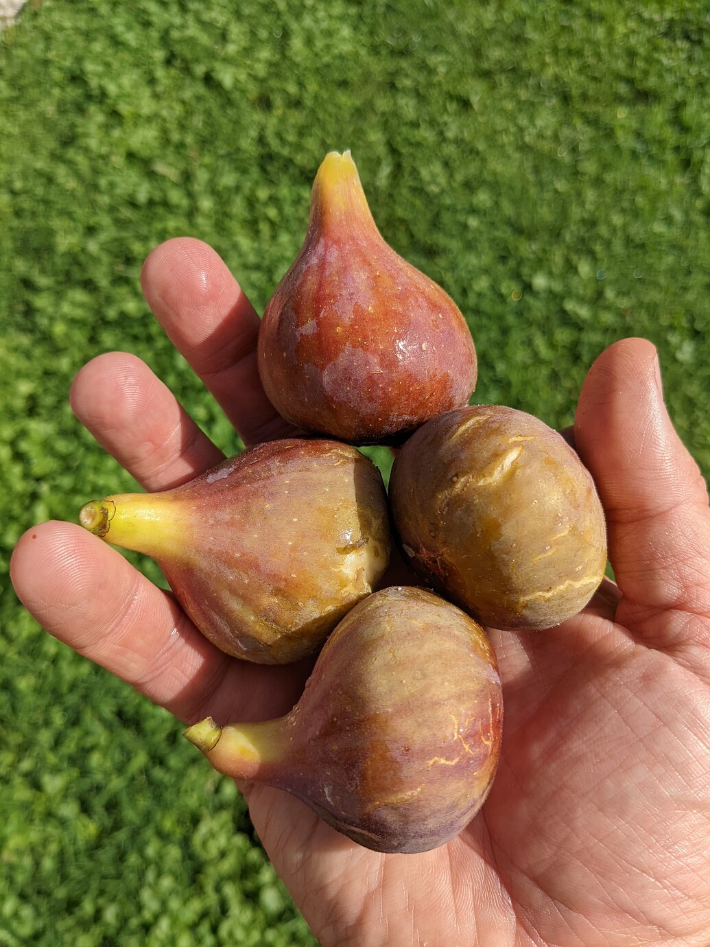 Best in ground figs for Southeast 8a - General Fruit Growing - Growing ...