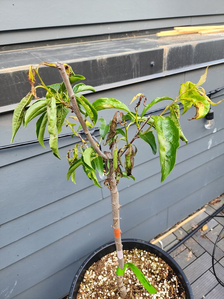Help with disease/malnutrition in pluots/plums - General Fruit Growing ...