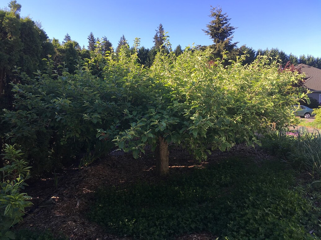 Apple tree open center vs central leader - General Fruit Growing ...