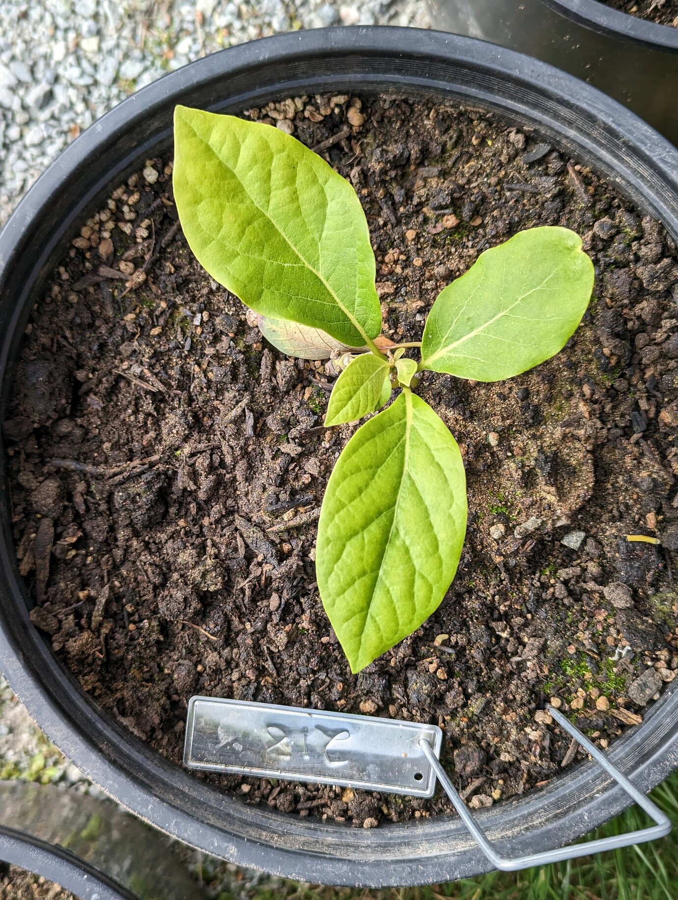 Rooting avocado cuttings - General Fruit Growing - Growing Fruit