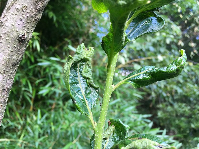 Persimmon Psyllids in New England 2023 - General Fruit Growing ...