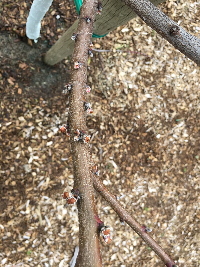 Dead peach flowers - any ideas? - General Fruit Growing - Growing Fruit
