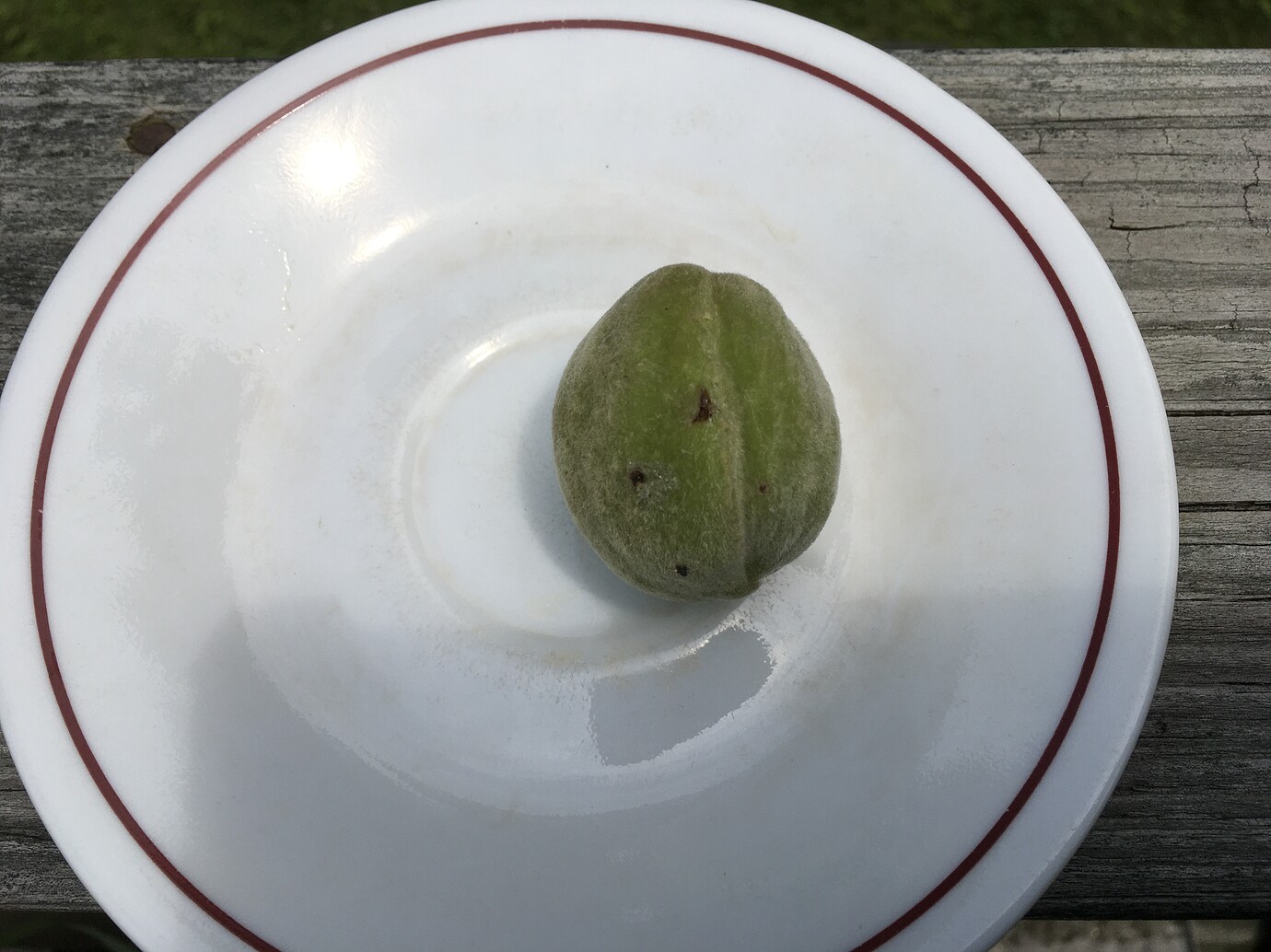 Peaches Oozing Clear Sap - General Fruit Growing - Growing Fruit