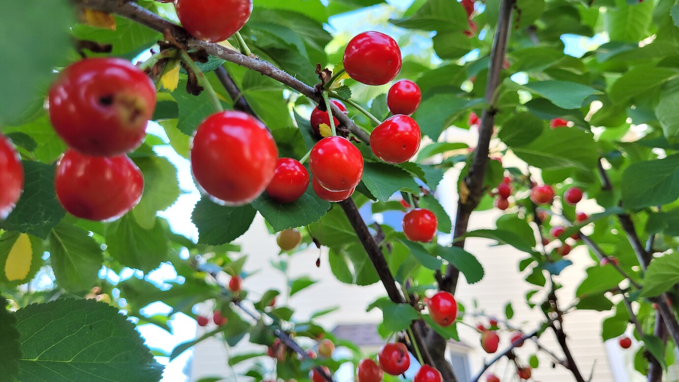 Sour cherry tree location - General Fruit Growing - Growing Fruit