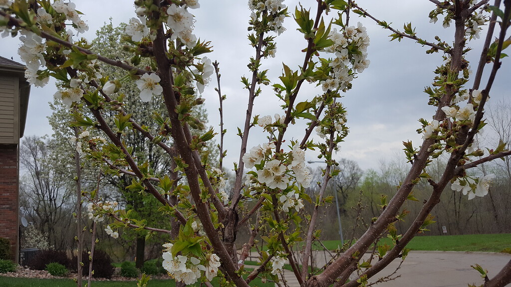 Multi grafted sweet cherries - General Fruit Growing - Growing Fruit