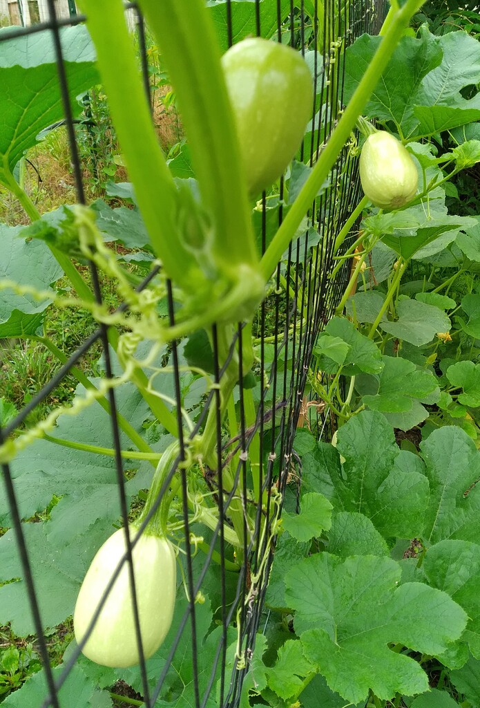 Two aggressive growers - General Gardening - Growing Fruit