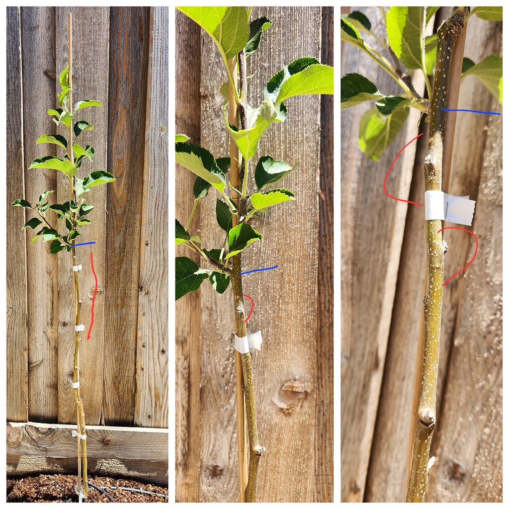 Espalier apple tree and notch advice before cutting - General Fruit ...