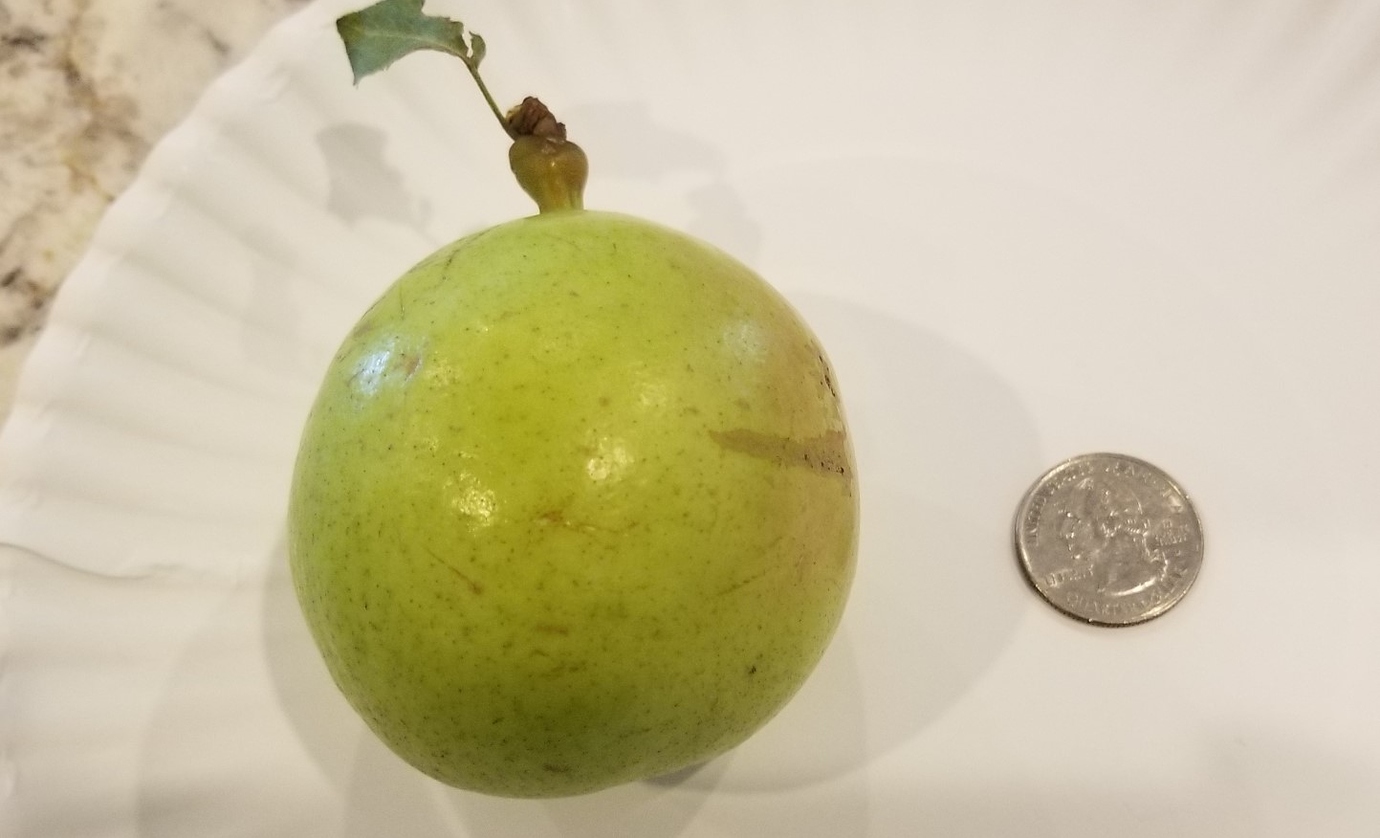 Gem Pear - Page 2 - General Fruit Growing - Growing Fruit