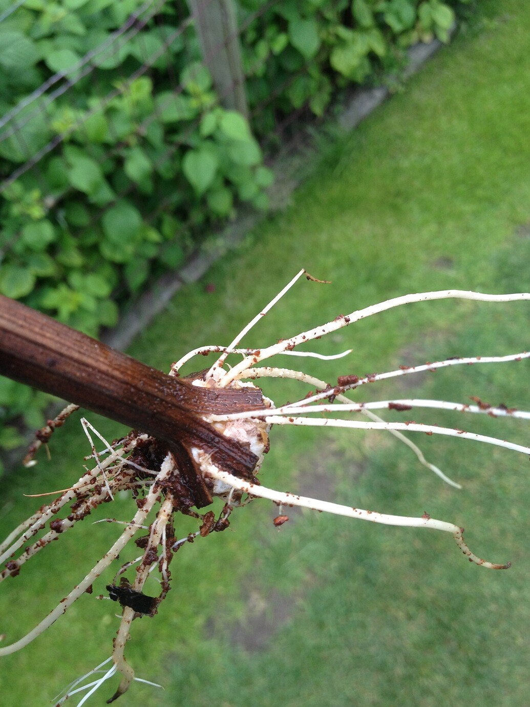 Experiments on grafts with grape - General Fruit Growing - Growing Fruit