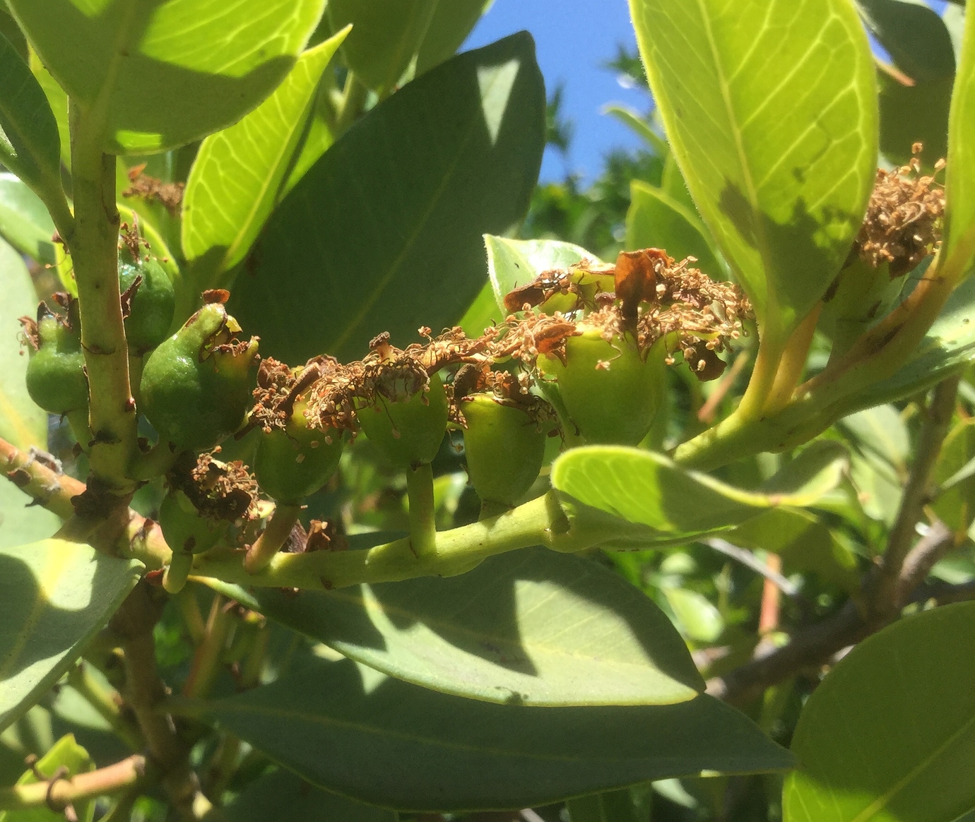 Purple Forest Guava - Psidium eugeniaefolia - General Fruit Growing ...