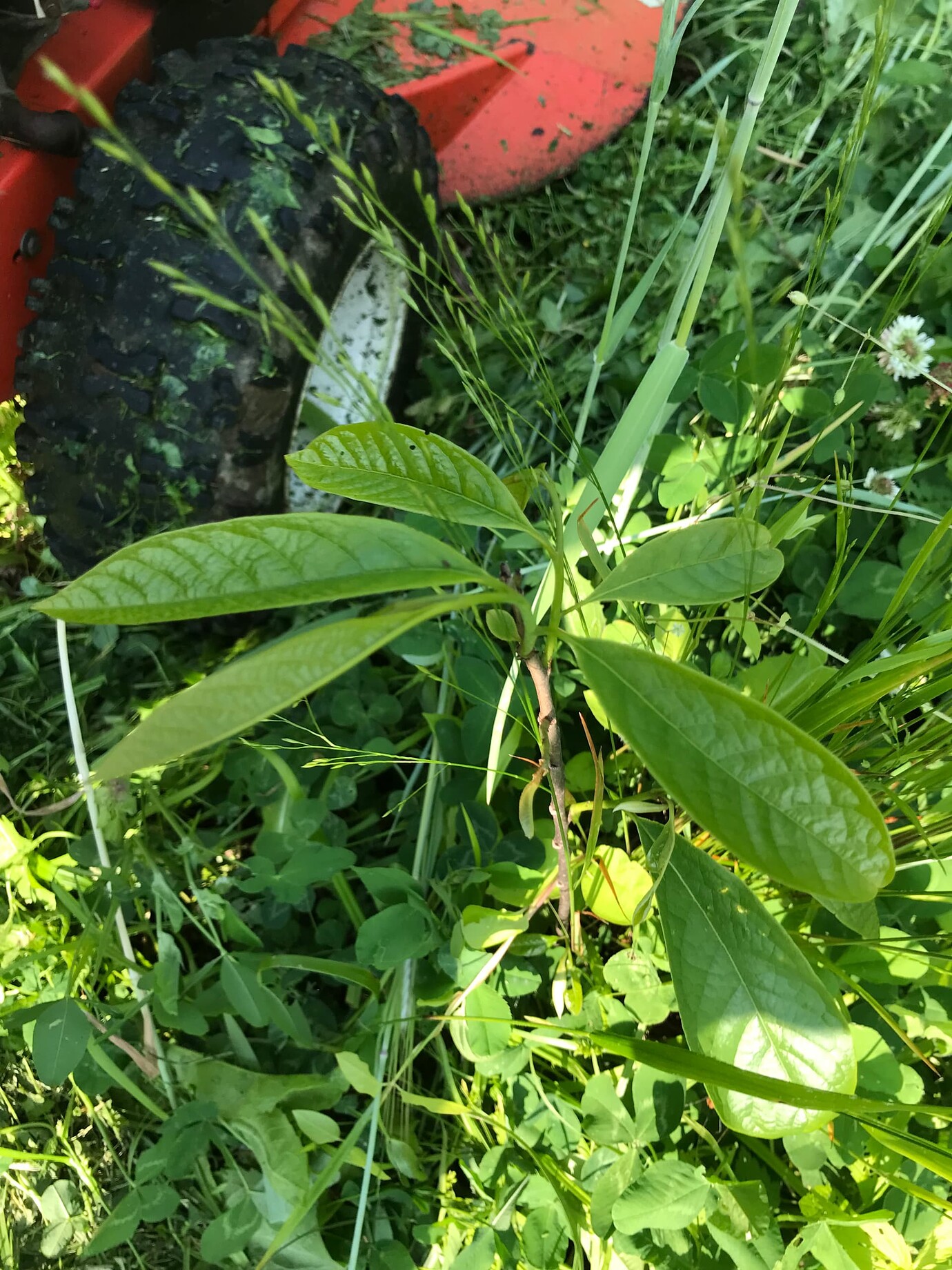 best-plant-identifier-app-general-gardening-growing-fruit