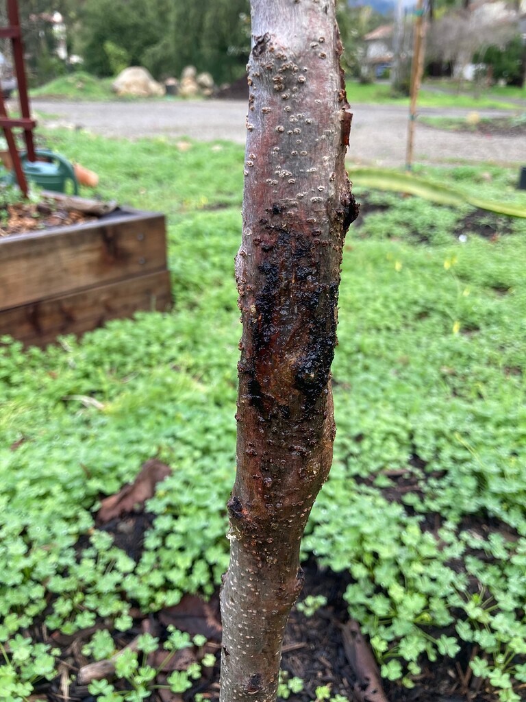 Should I remove this young cherry tree? - General Fruit Growing ...