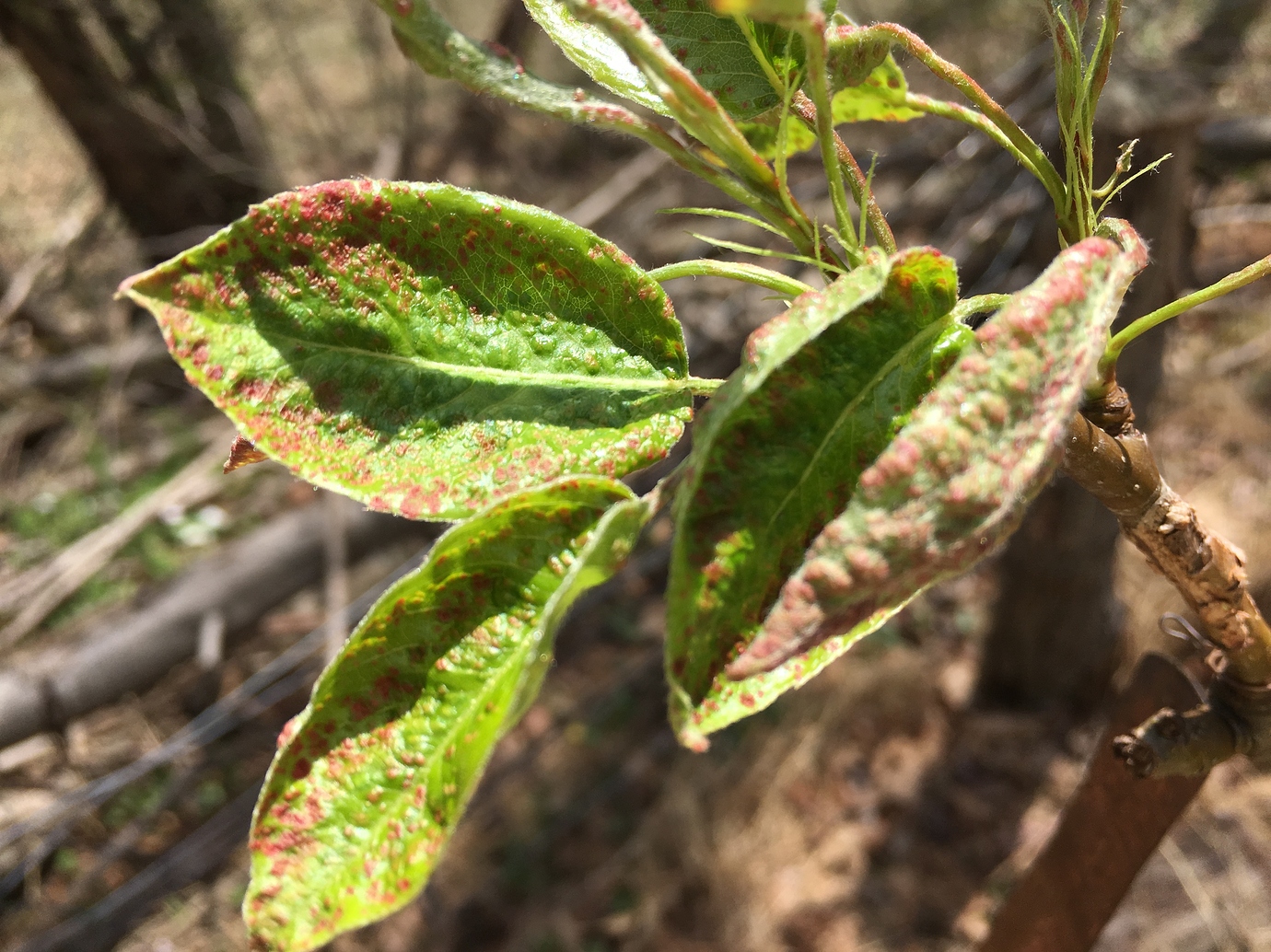 Pear blister mites - General Fruit Growing - Growing Fruit