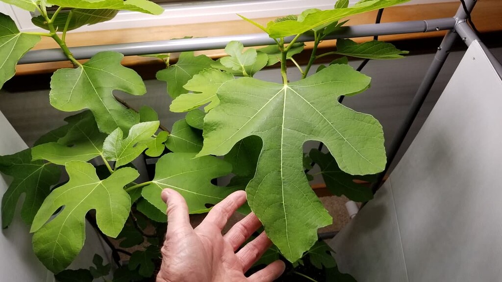 Figs Under Lights - General Fruit Growing - Growing Fruit