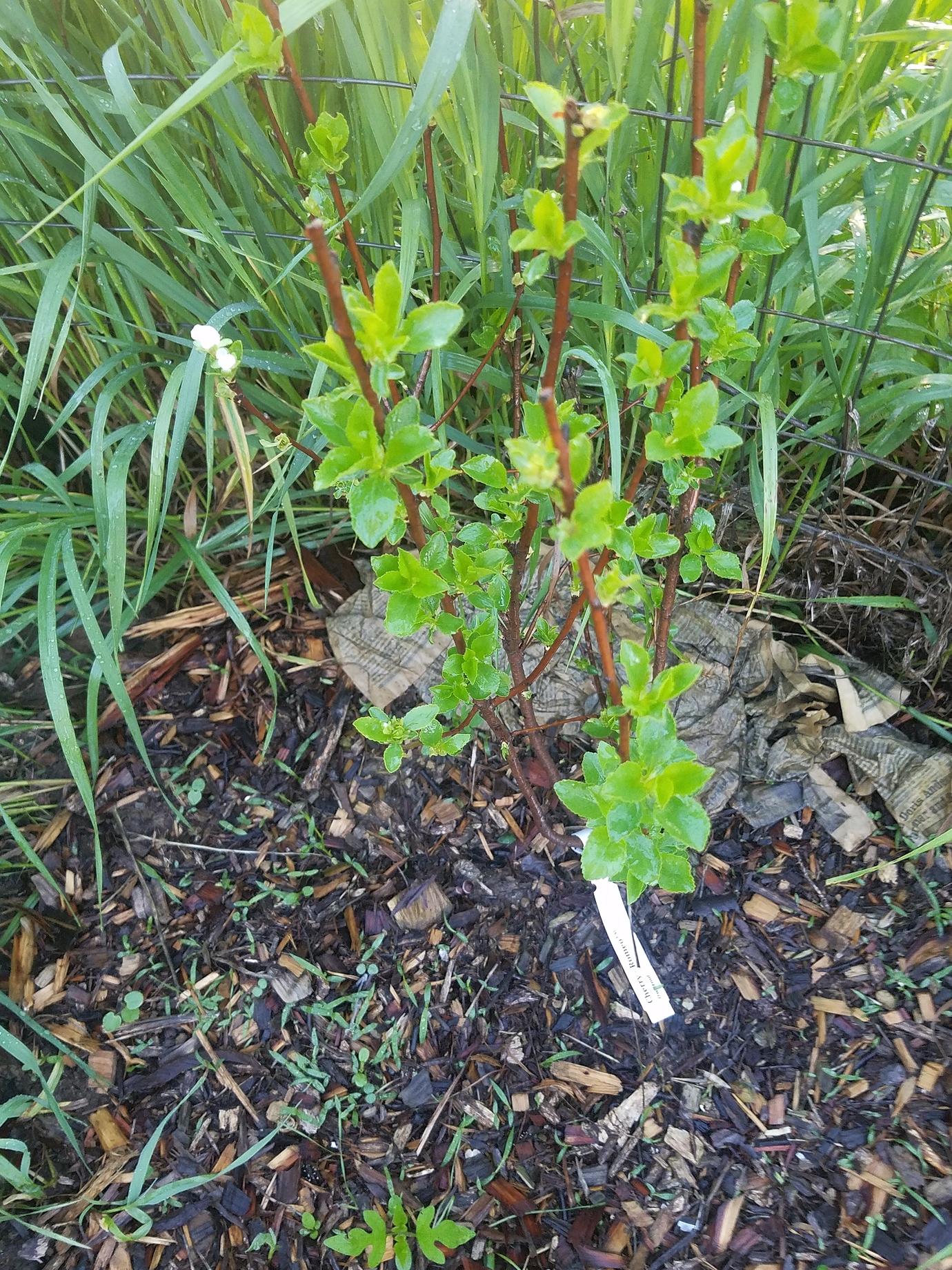 Romeo cherry - General Fruit Growing - Growing Fruit