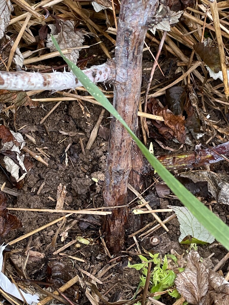 Growing buds at base of black raspberry - General Fruit Growing ...